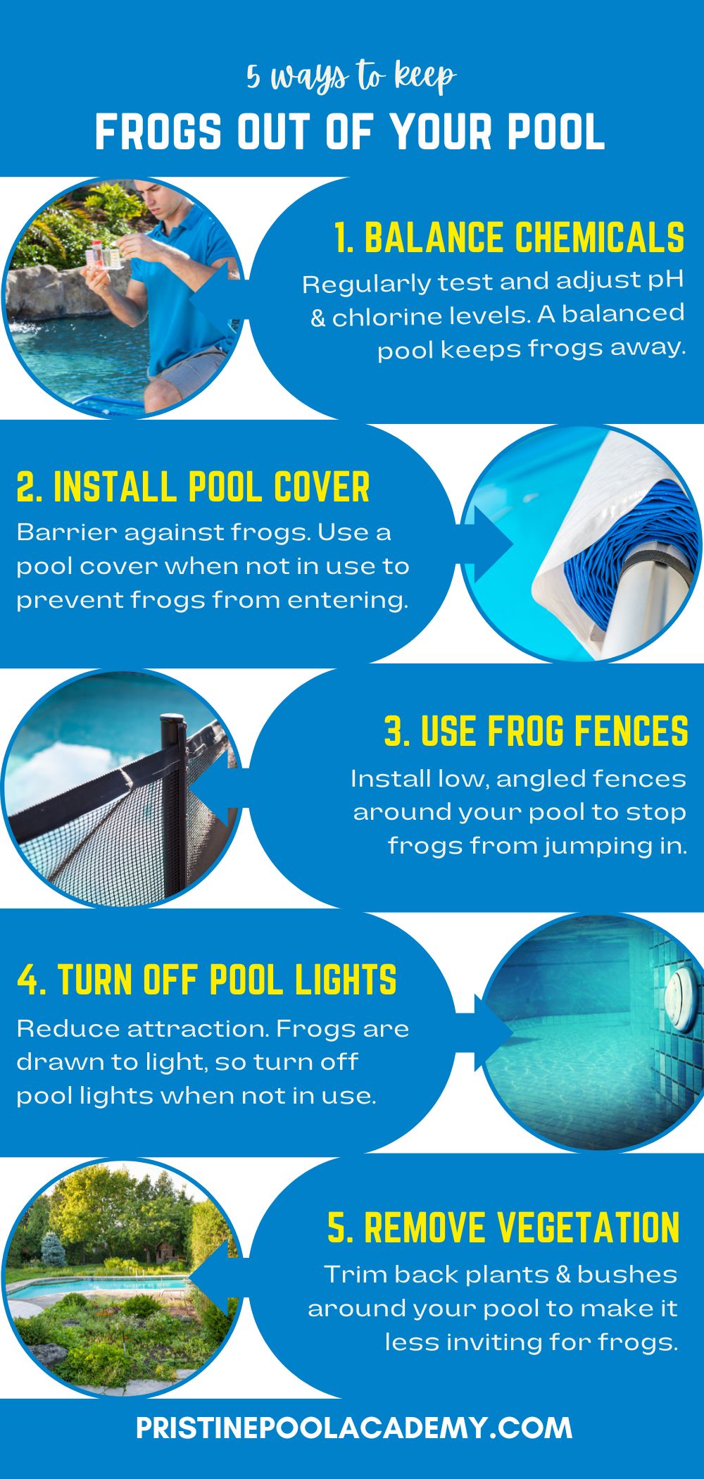 How to Keep Frogs Out of Your Pool - Pristine Pool Academy